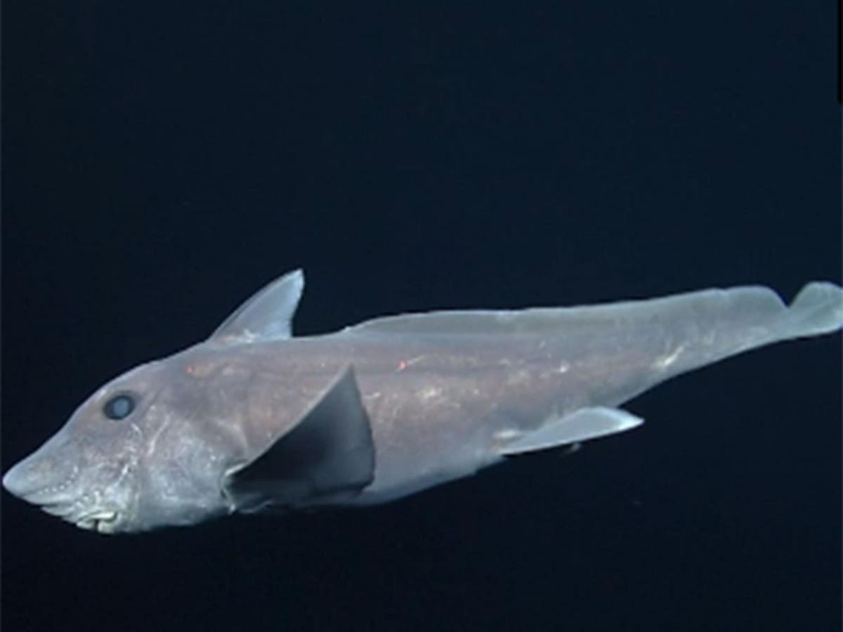 Bizarre deep-sea ghost shark caught on camera for first time | The ...