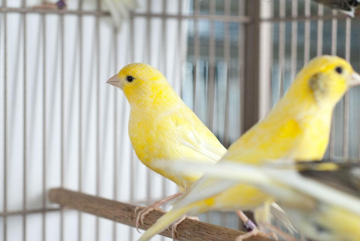 Bird lover expecting box of canaries instead gets 'box of carnage ...