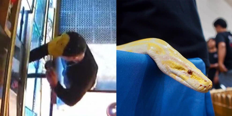 This man stole a python by shoving it down his pants | indy100 | indy100