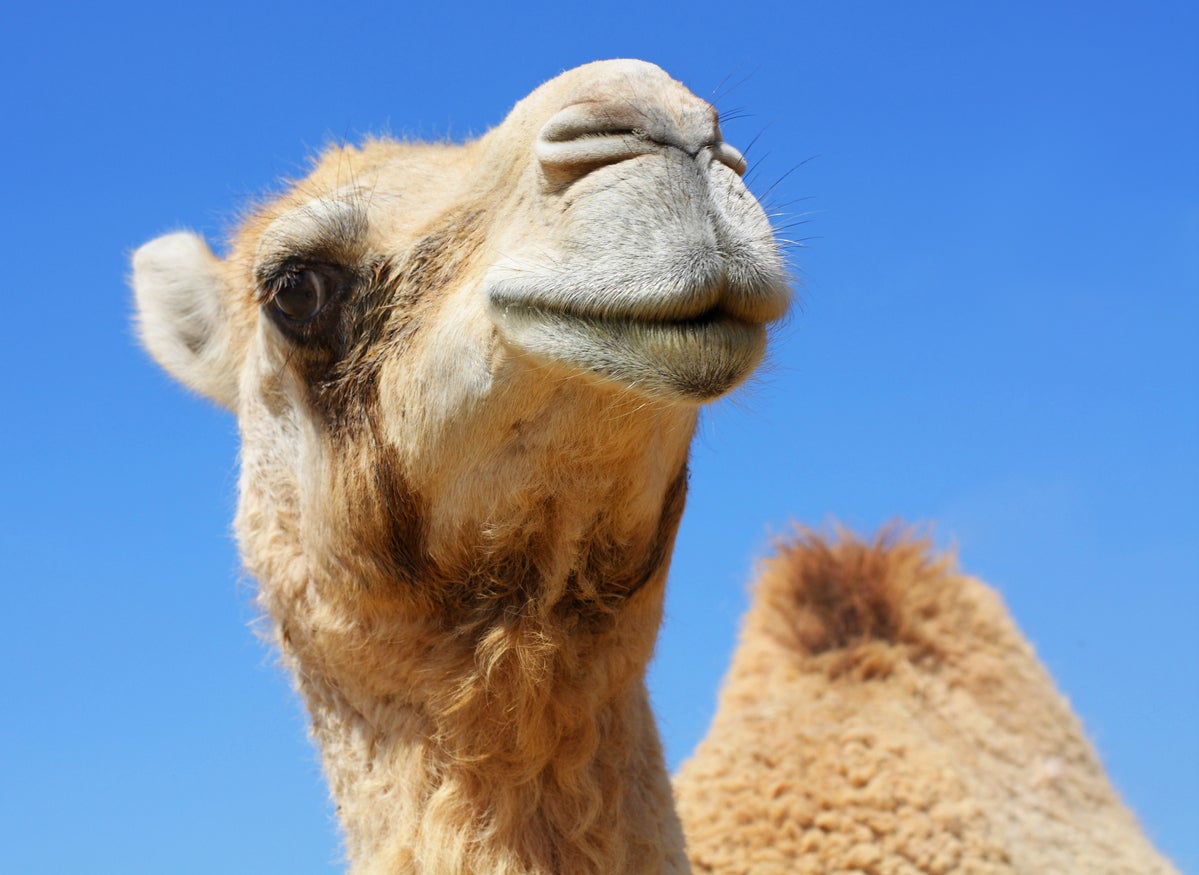 Camel milk: The latest health fad claiming to treat everything from ... Camel milk: The latest health fad claiming to treat everything from ...