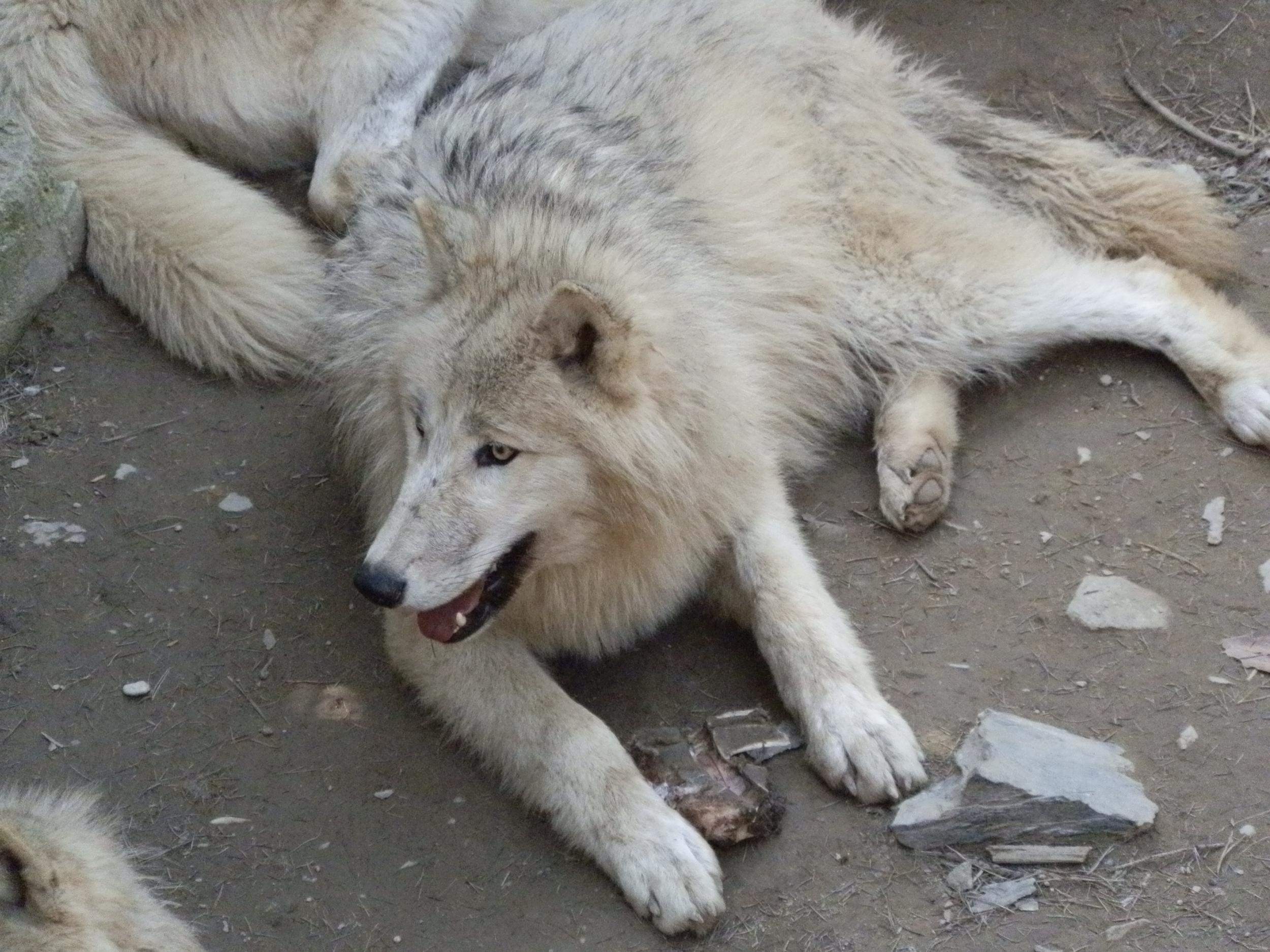 A pack of wolves helped this woman recover from PTSD | indy100 | indy100