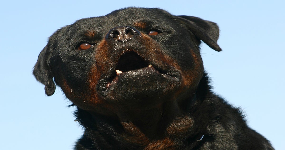 Rottweiler Attack Video