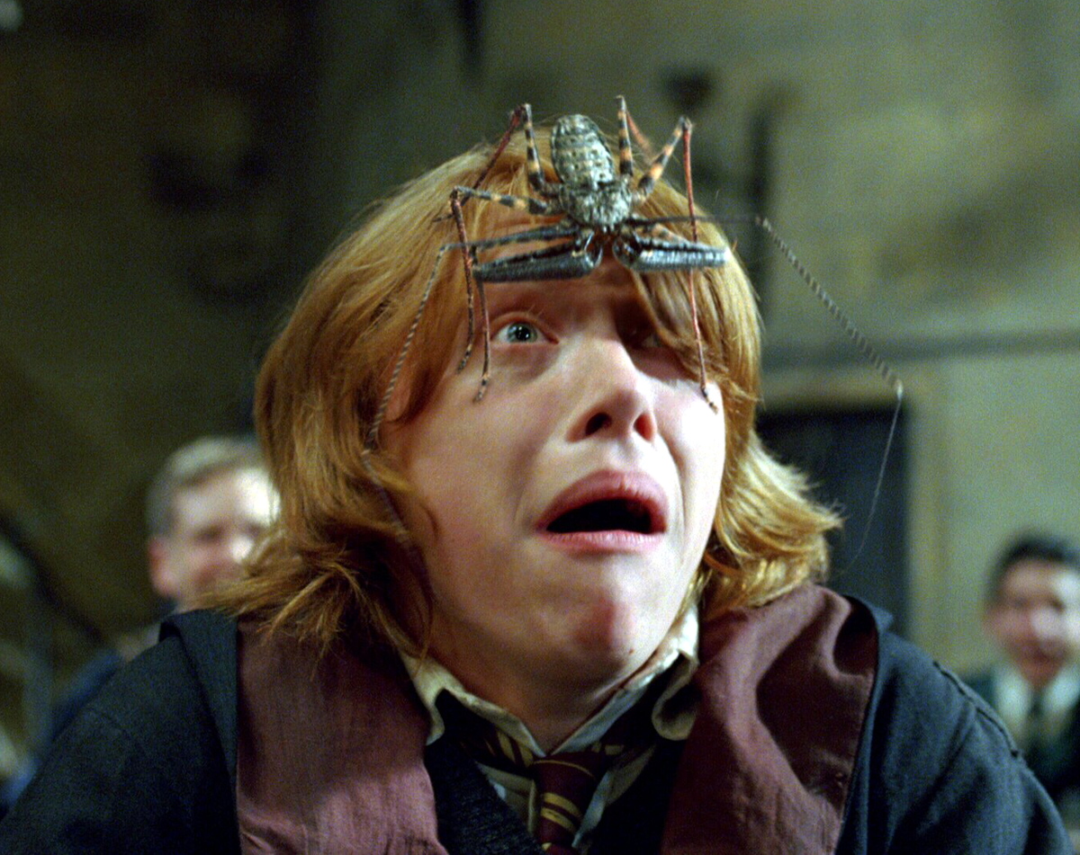 Harry Potter fans asked to 'Follow the Spiders' on Twitter | The ...