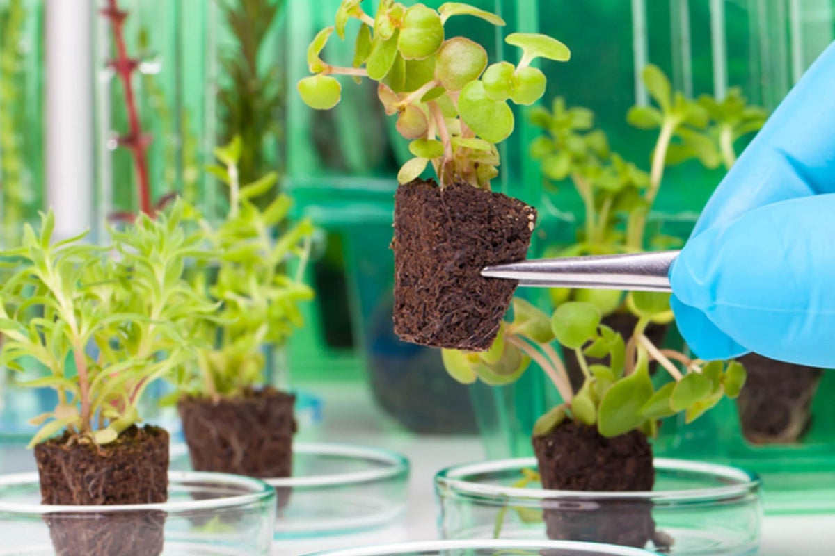 How GM crops can help us to feed a fast-growing world | The Independent ...