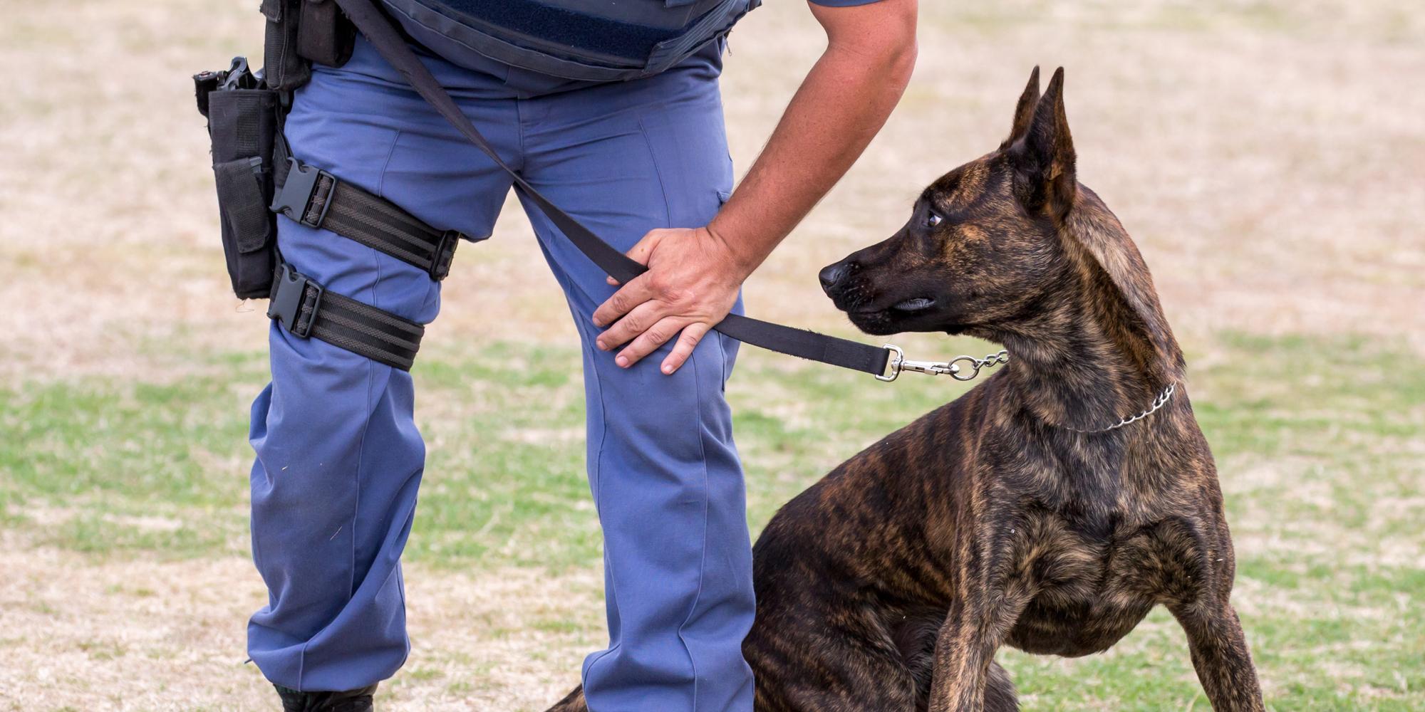 Police dogs bite police trying to arrest anti-Trump protestors ...