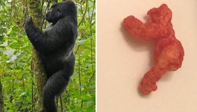 Harambe - latest news, breaking stories and comment - The Independent