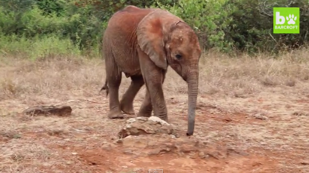 This starving, orphaned baby elephant has been saved | indy100 | indy100