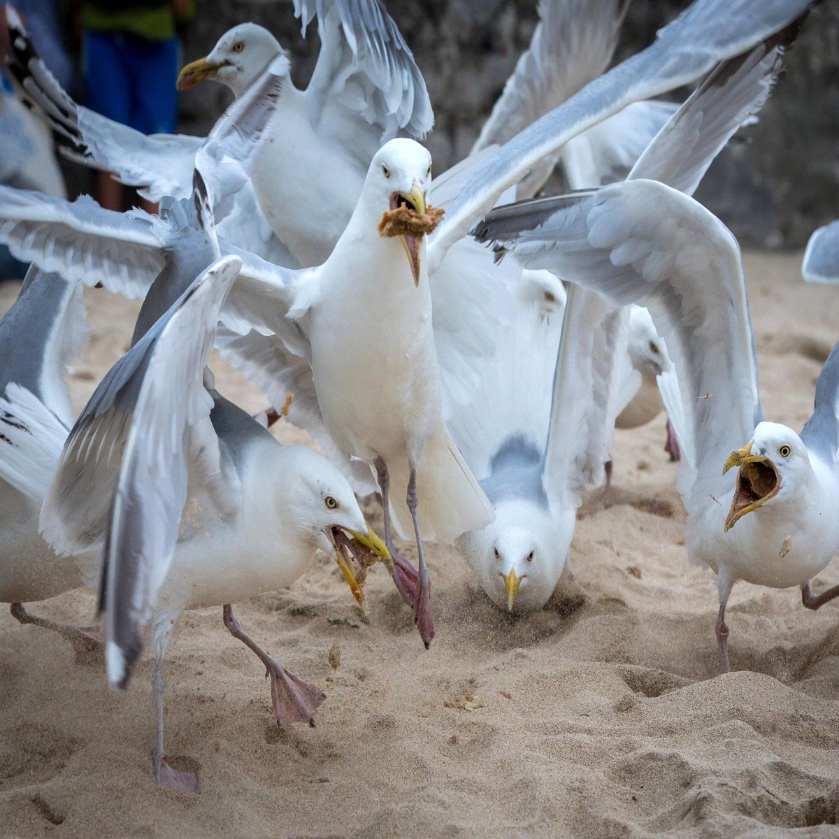 “Seagulls: Masters of the Sky and Sea – A Dramatic Moment of Precision ...