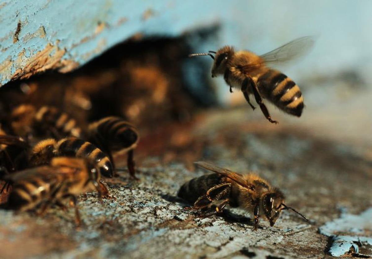 Scientists discover the secret to bees’ flawless navigation | The ...
