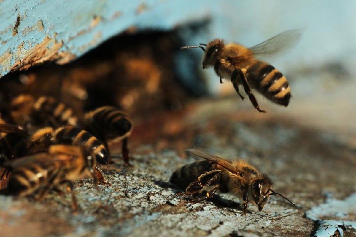 Scientists discover the secret to bees’ flawless navigation | The ...