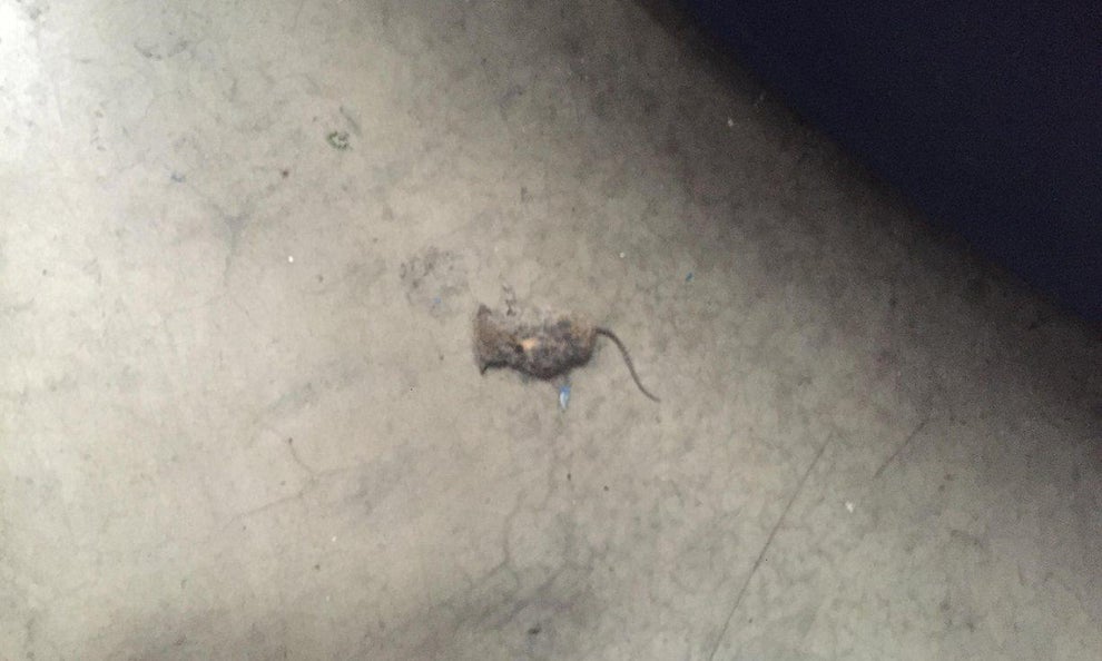 Asda fined £300,000 after dead mice, rotting food and fly larvae found ...