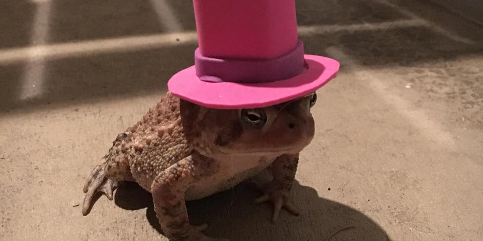 This toad kept hanging out outside this man's house, so he made lots of ...
