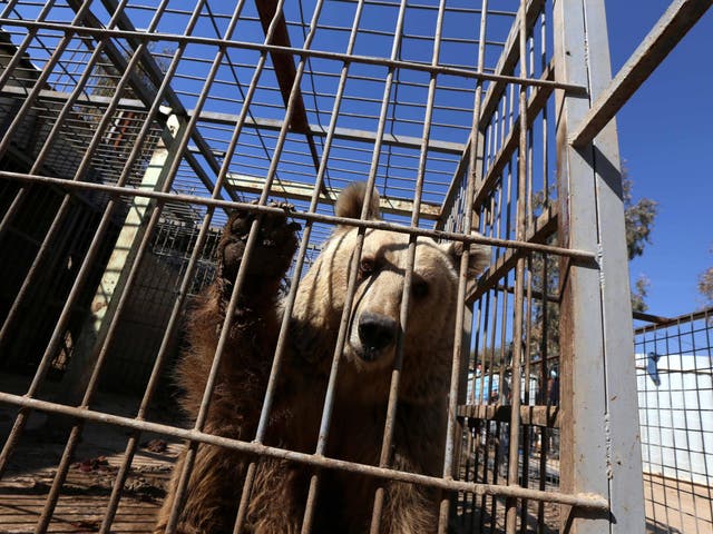 A bear and a lion, the last two surviving animals at Mosul zoo, have ...
