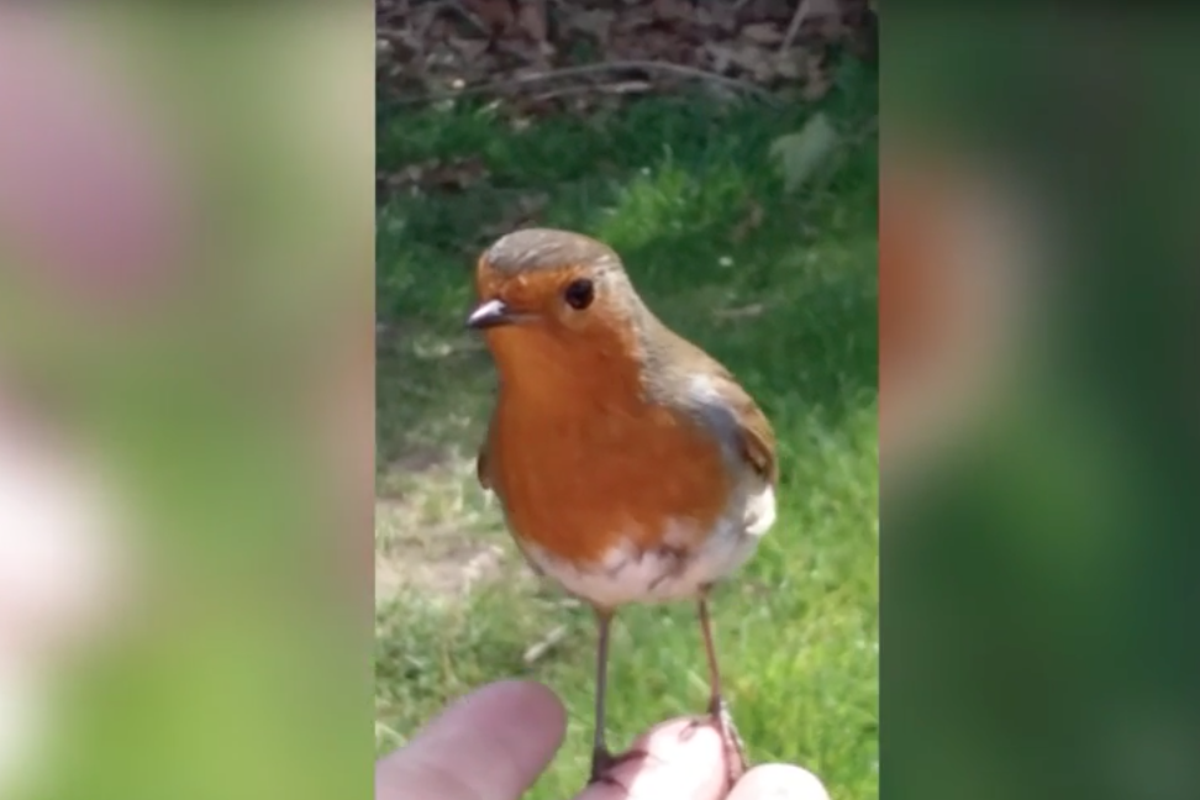 Robin lands on grieving mother's hand while visiting son's grave after ...