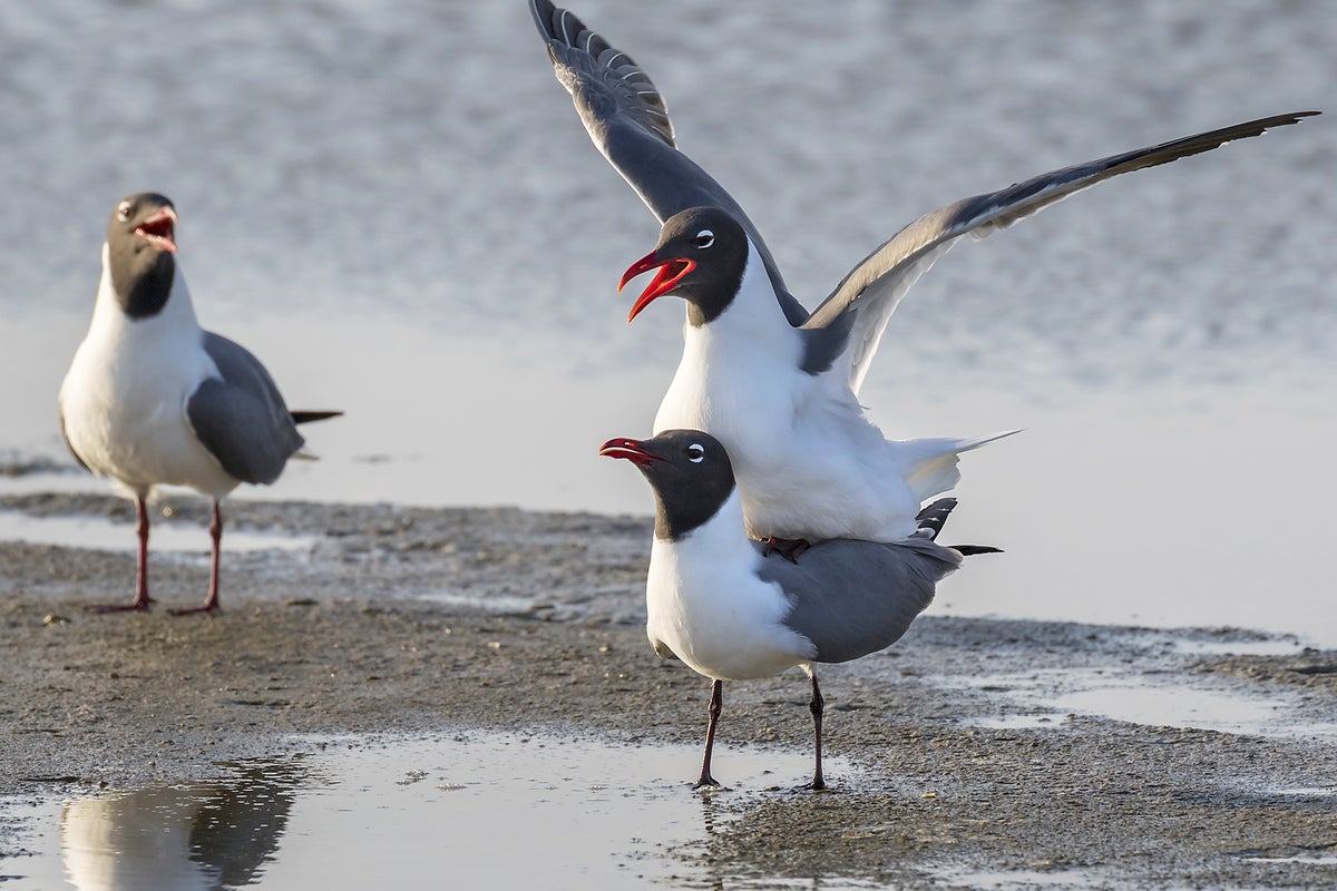 Promiscuous birds challenge the idea that more sexual partners speeds ...