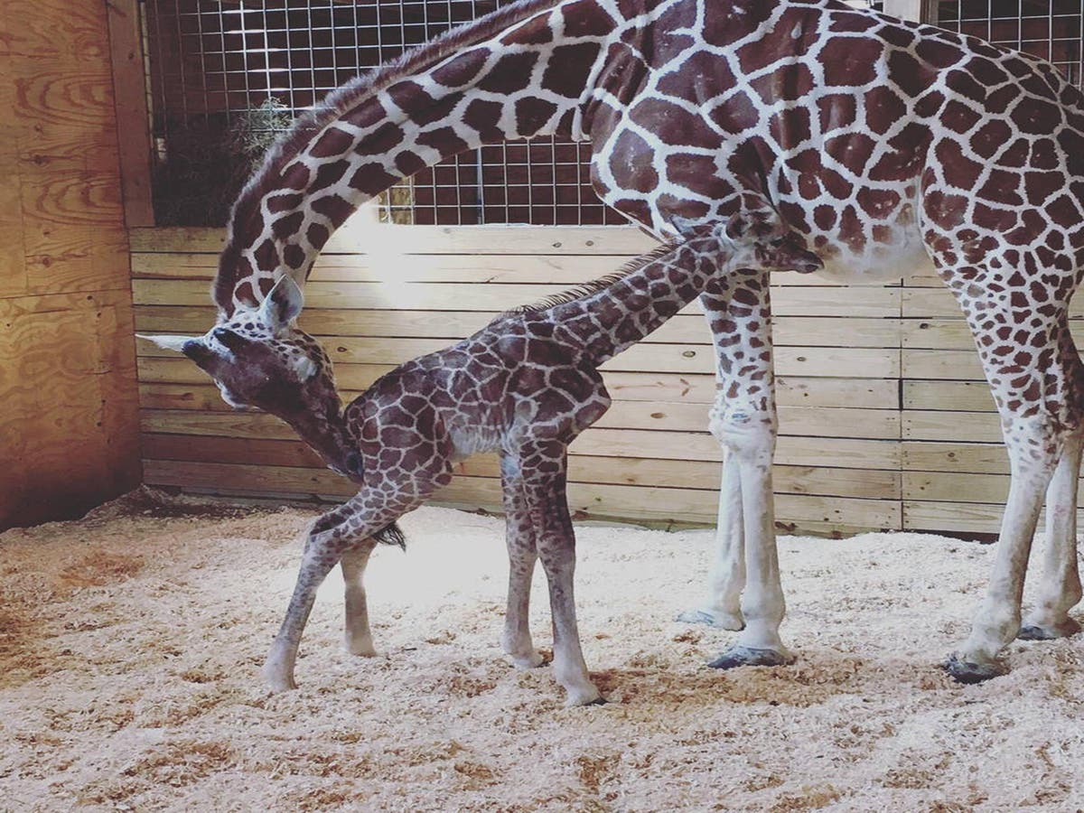 April the giraffe rakes in cash for small zoo after becoming viral ...
