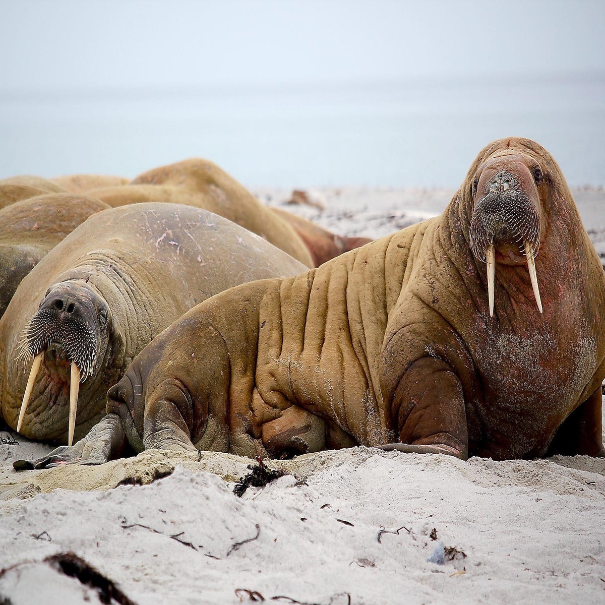 What Do Walruses Eat Polar Bears Enjoying Some Walrus Meat.