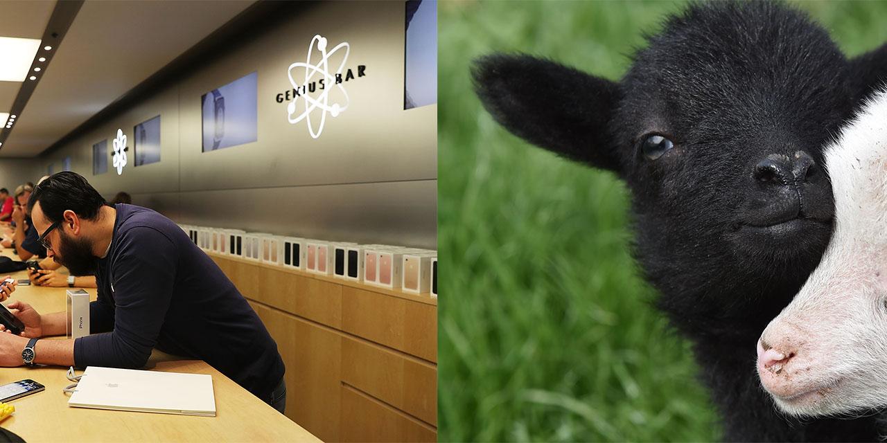 The dictionary used fans of Apple products as an example of 'sheeple ...