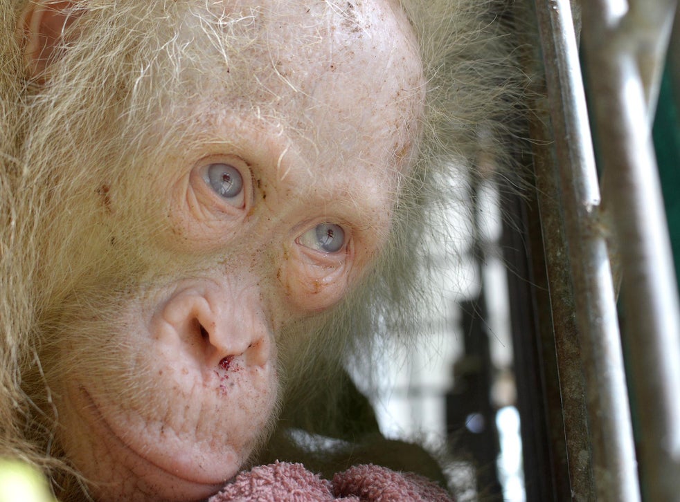 Rare albino orangutan with pale blonde hair and blue eyes rescued by ...