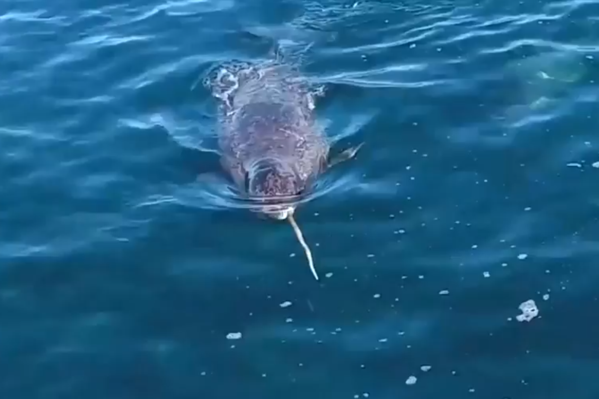 Scientists crack mystery of Narwhals after whales caught on film ...