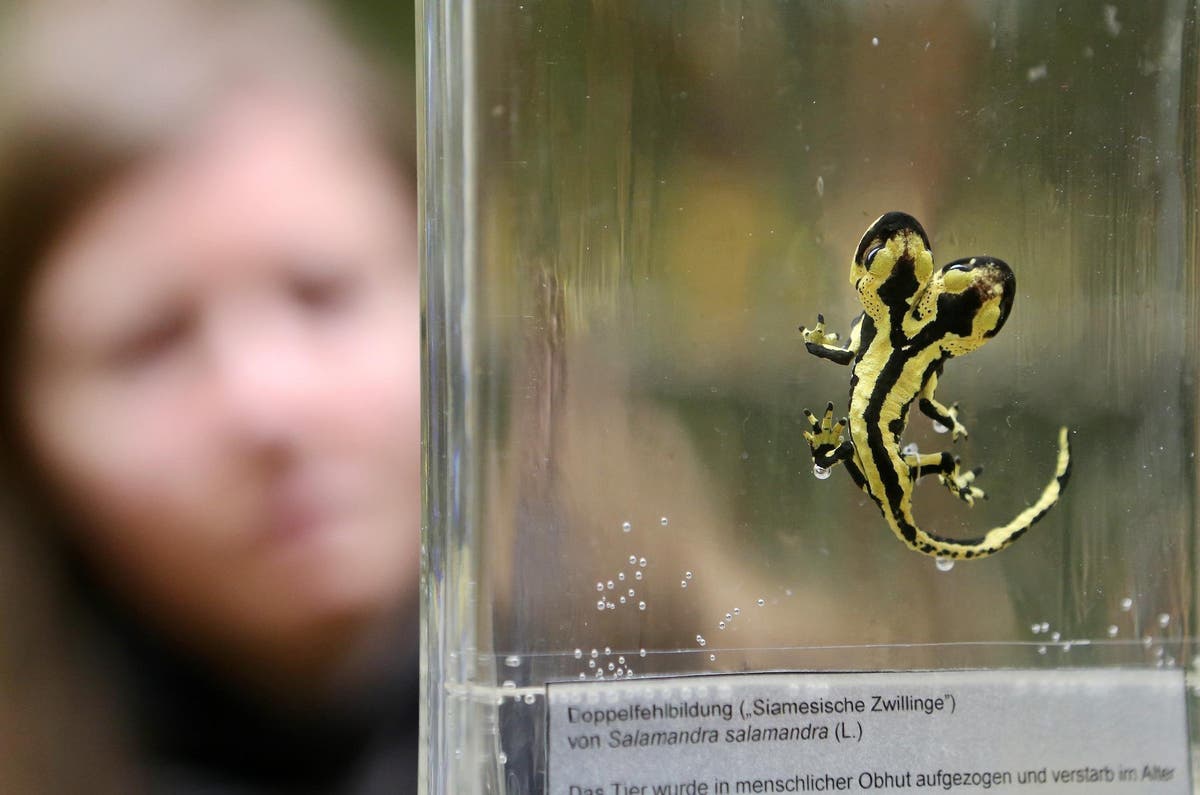 Invasive 'alien' species represent a massive threat to our animals and ...