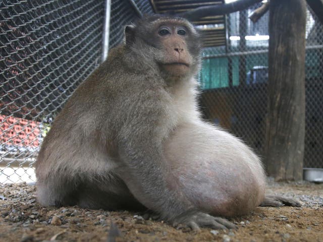 Uncle Fat the morbidly obese monkey placed on diet in Thailand after ...