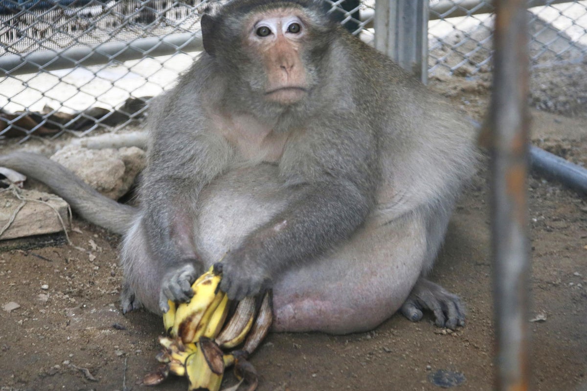 Uncle Fat the morbidly obese monkey placed on diet in Thailand after ...