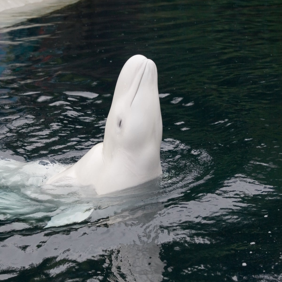 Beluga Whale At Vancouver