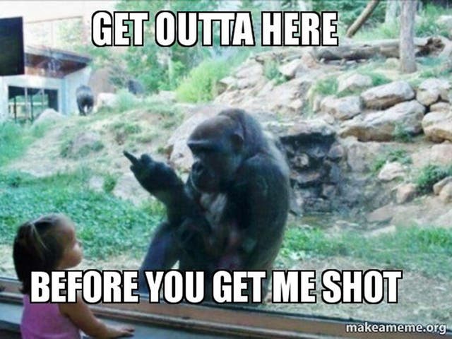 Harambe one year on: How the gorilla became an internet meme | The ...