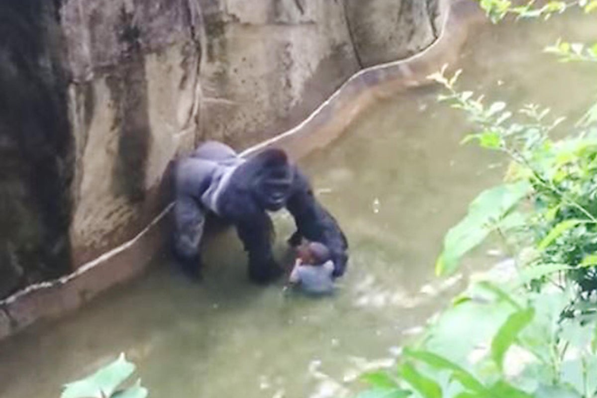 Harambe one year on: How the gorilla became an internet meme | The ...