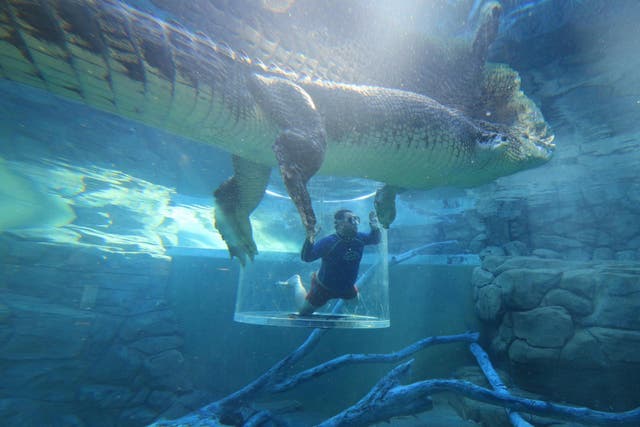 Crocosaurus Cove: Swimming with crocodiles at Darwin’s scariest ...