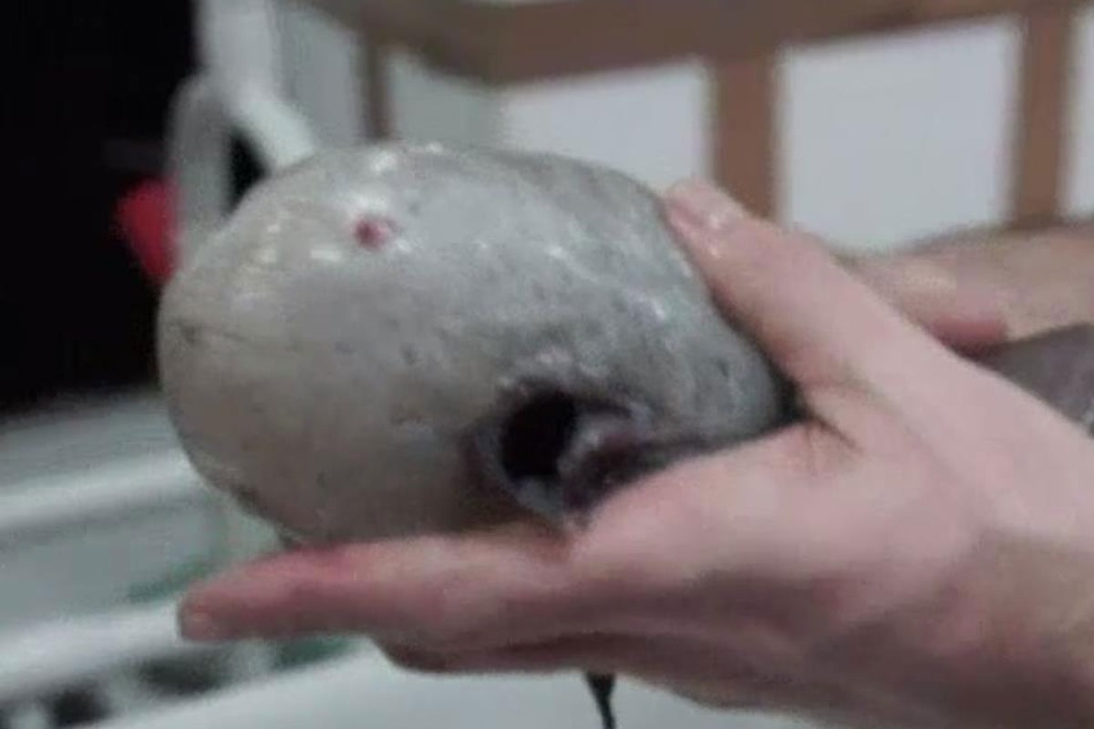 'Faceless' fish discovered in deep sea off Australia | The Independent ...
