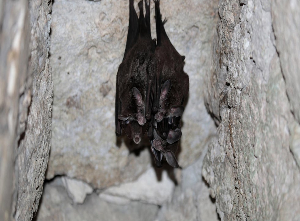 Bat attacks on humans increasing due to urbanisation and deforestation ...