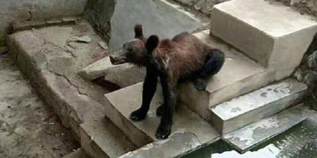 Pictures of 'emaciated' bear cub put Chinese zoo under fire | indy100 ...