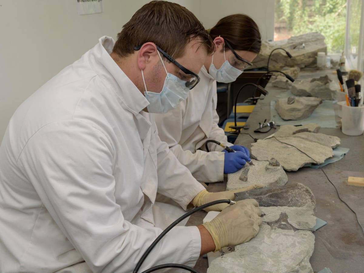 132 million-year-old dinosaur fossil found at factory in Surrey | The ...