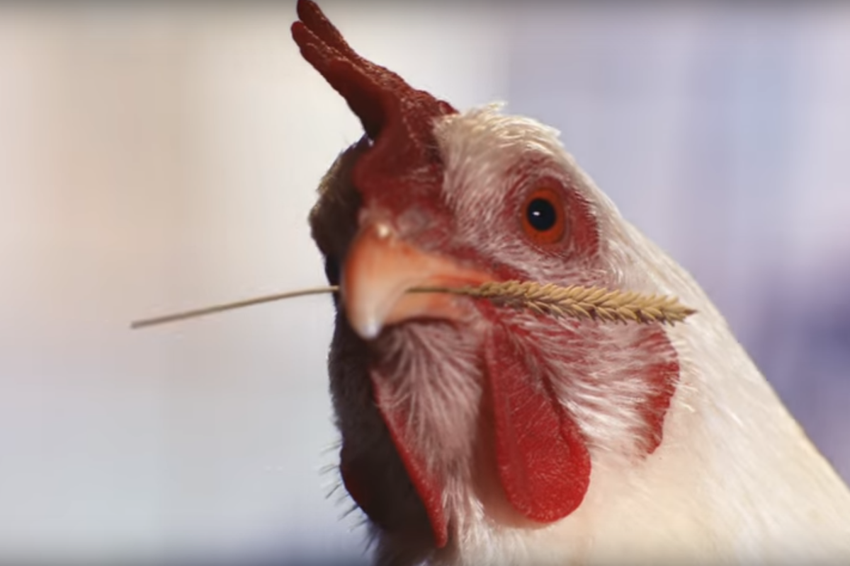 KFC 'The Whole Chicken' advert causes outrage | The Independent | The ...