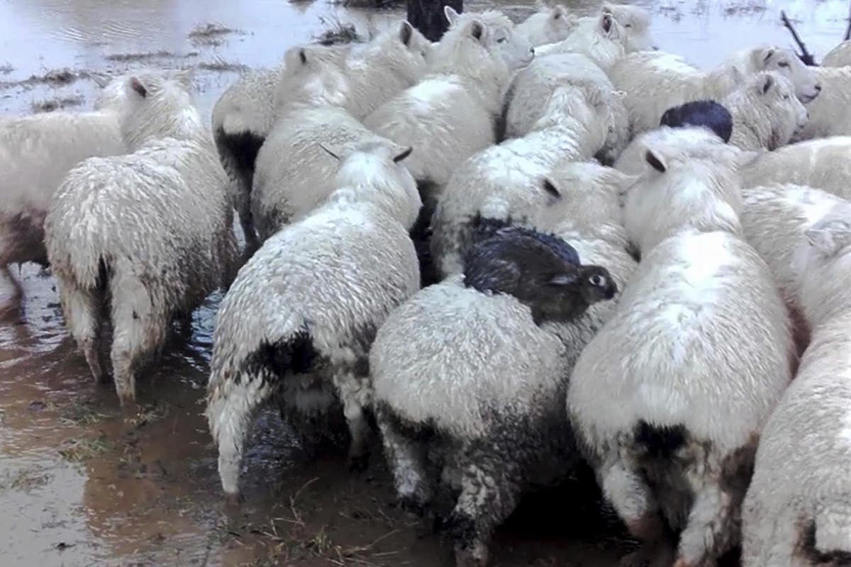 Rabbits pictured surfing on sheep's backs to escape rising floodwaters ...