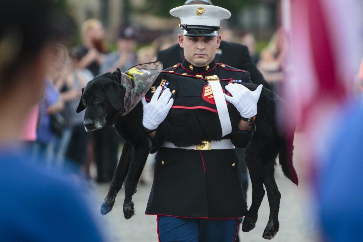US Marine dog who served three tours in Afghanistan gets hero's ...