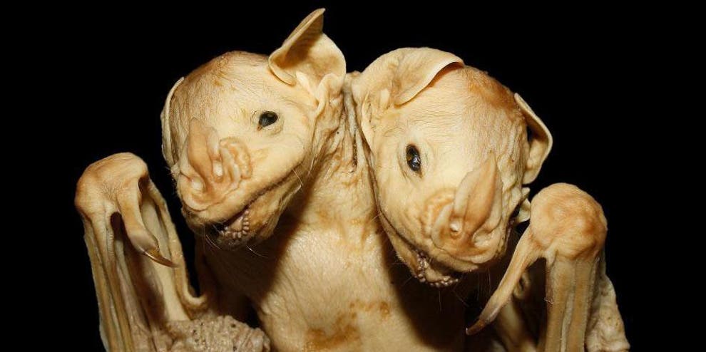 This two-headed bat discovered in Brazil cannot be unseen | indy100 ...