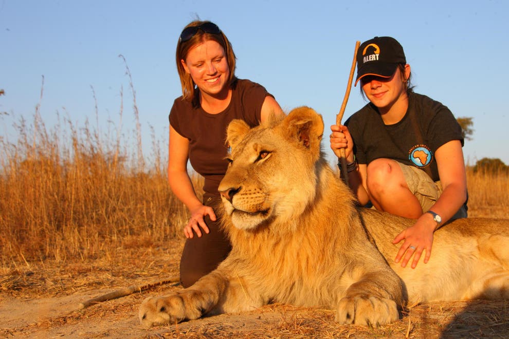 What it's like to walk with lions in Zimbabwe | The Independent | The ...
