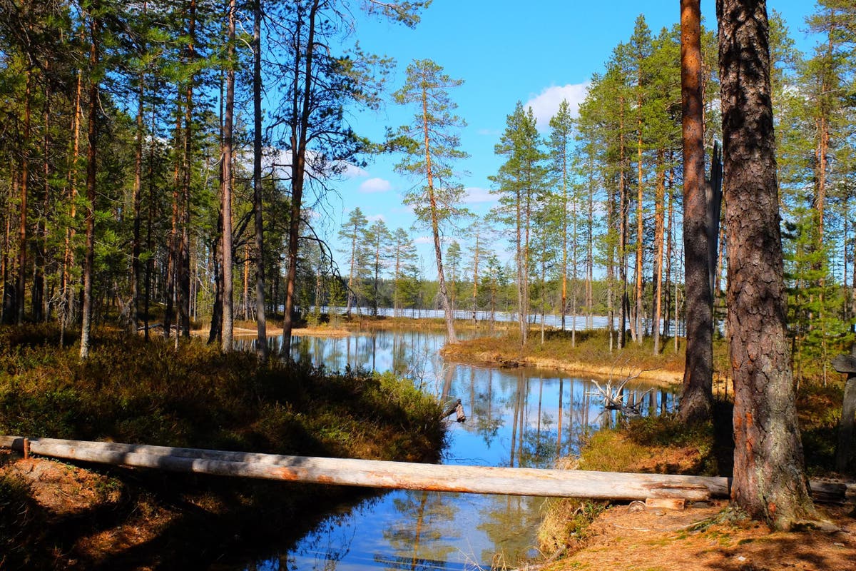 Hossa national park: Finland celebrates a century of independence with ...