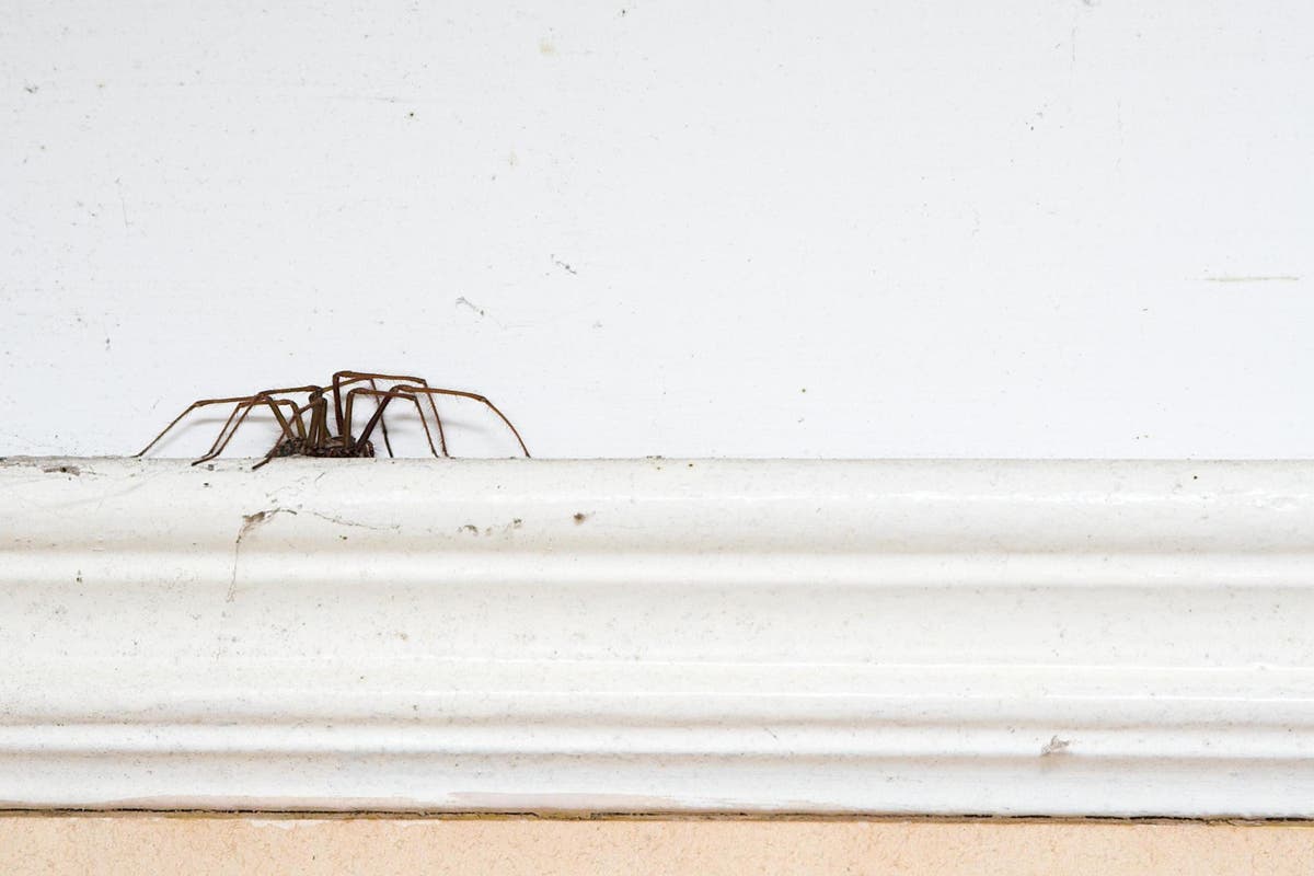 How to keep spiders out of your home | The Independent | The Independent