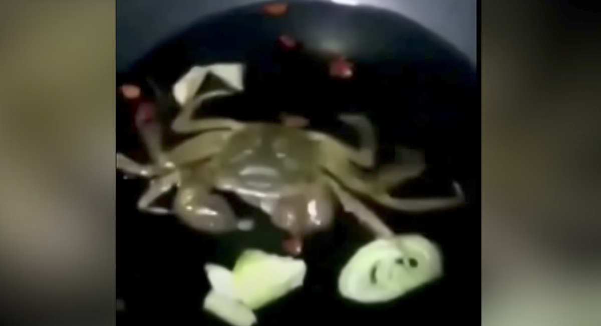 Horrifying video shows crab eating food while being cooked alive | The ...