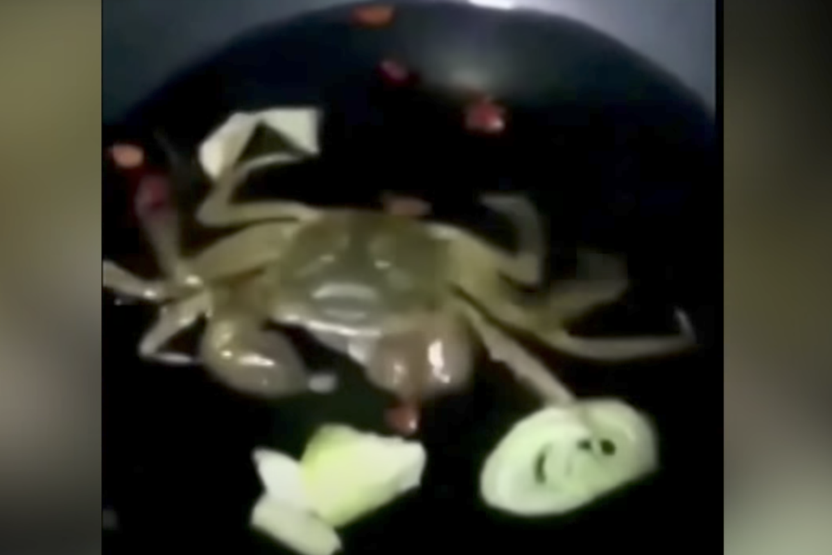 Horrifying video shows crab eating food while being cooked alive | The ...