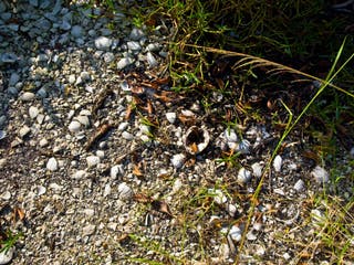 Native American secrets lie buried in huge shell mounds | The ...