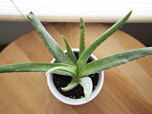 aloe vera - latest news, breaking stories and comment - The Independent