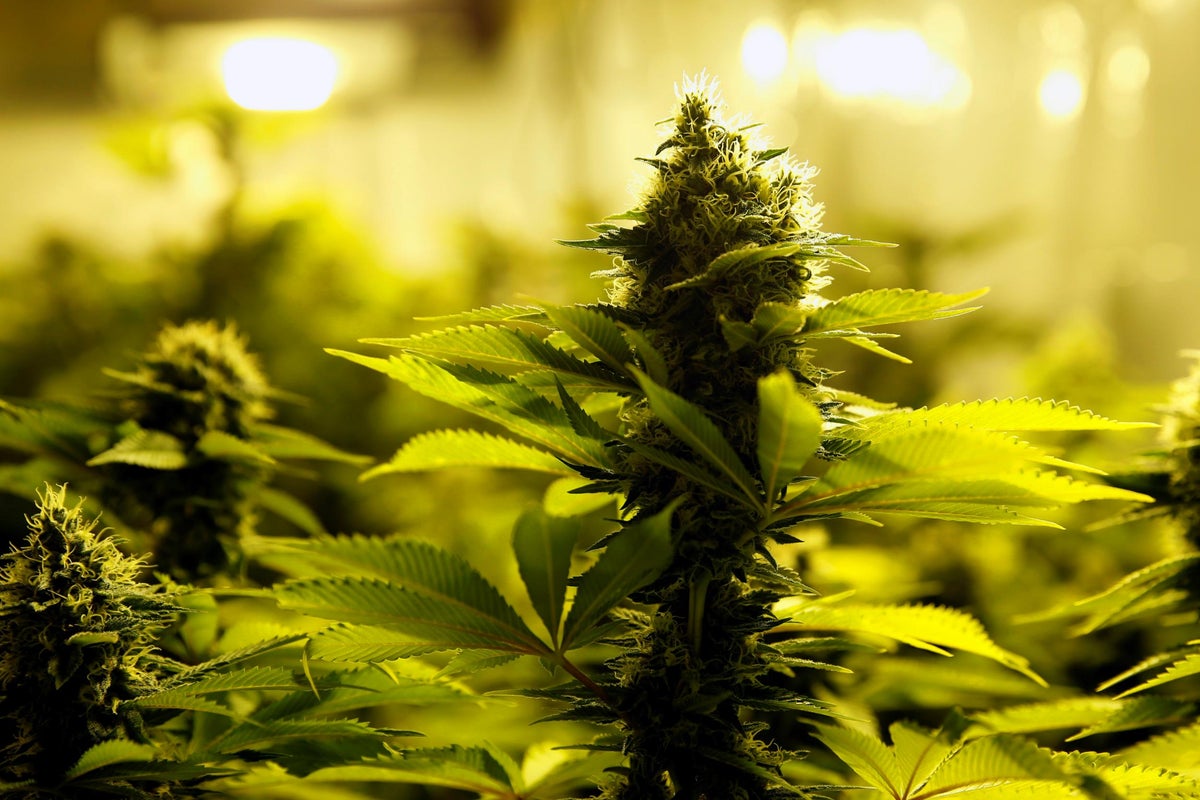 Italian court rules its 'okay for Rastafarians to smoke marijuana when ...