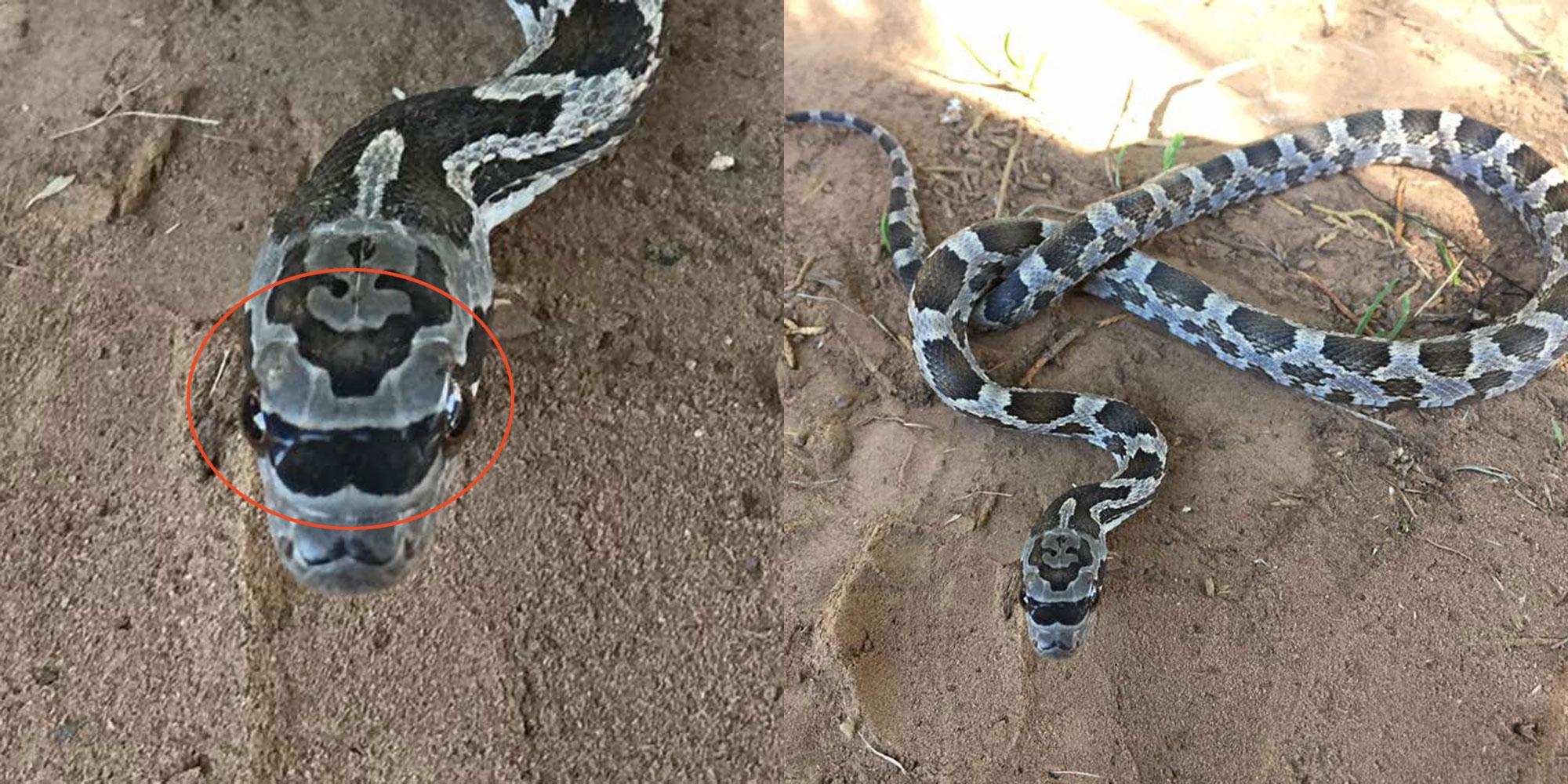 This snake is more of a hipster than you | indy100 | indy100