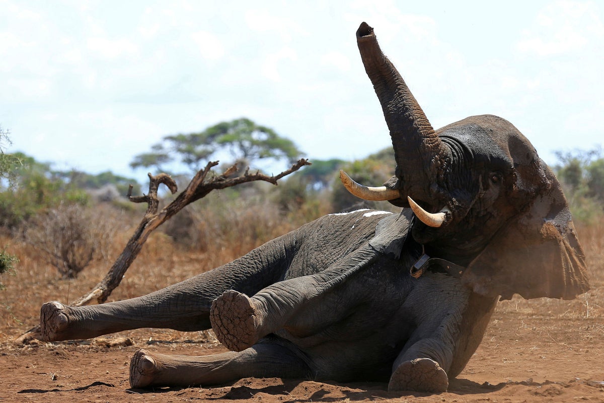 Donald Trump puts unpopular elephant trophy decision on hold while he ...