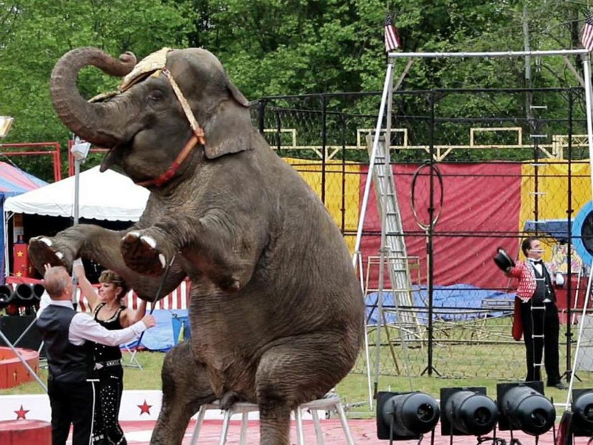 The elephant in the courtroom: Civil rights group argues denying ...